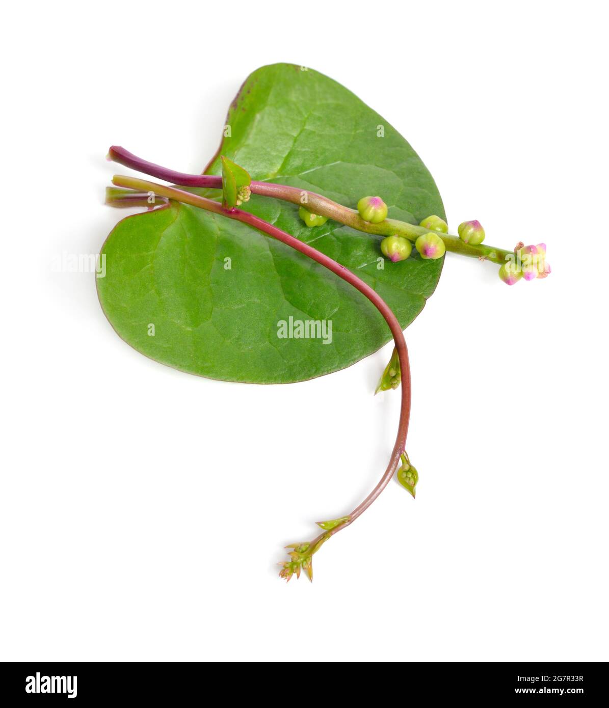 Basella alba is known under various common names, including Malabar ...