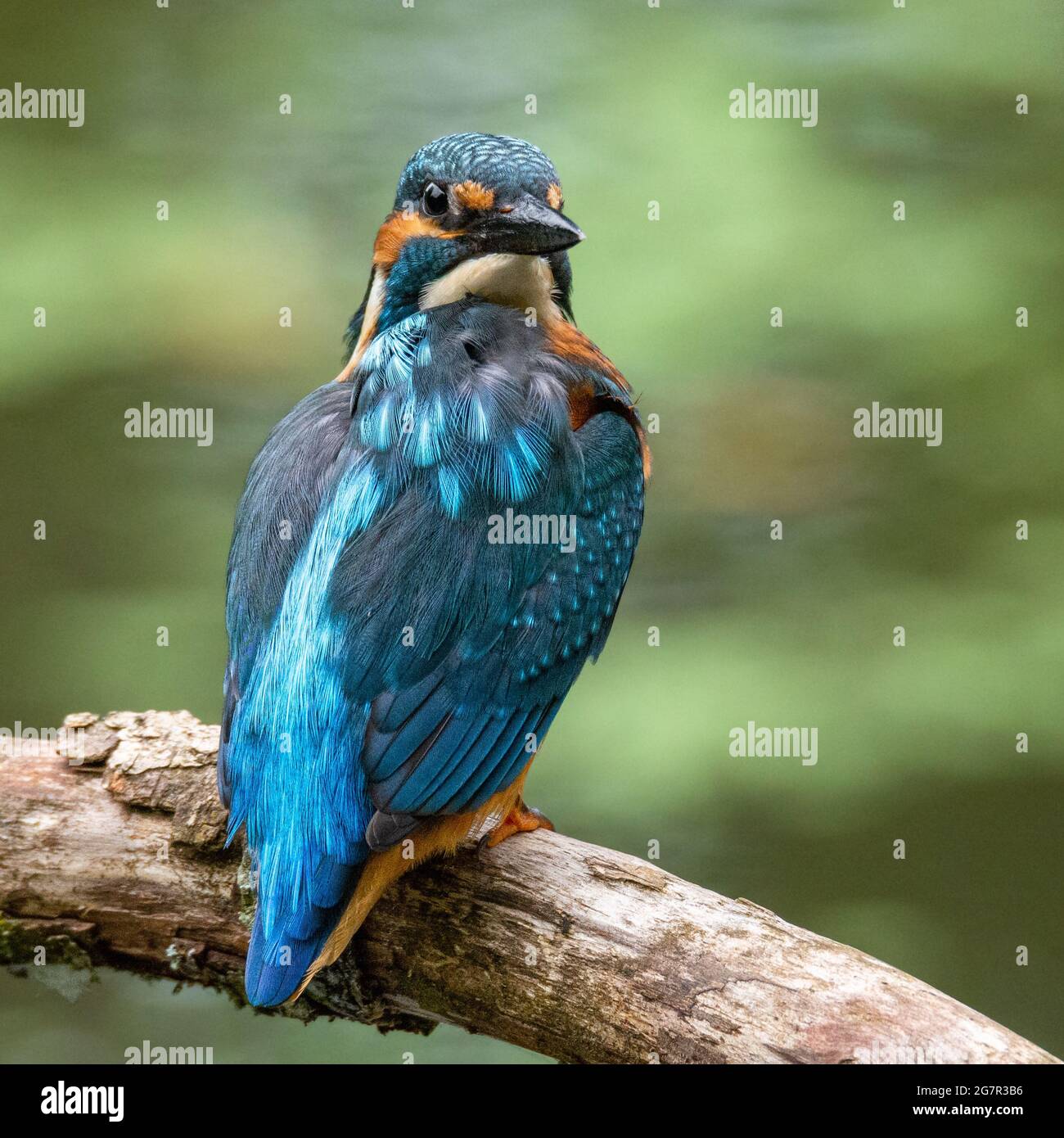 Kingfishers on a branch hi-res stock photography and images - Alamy