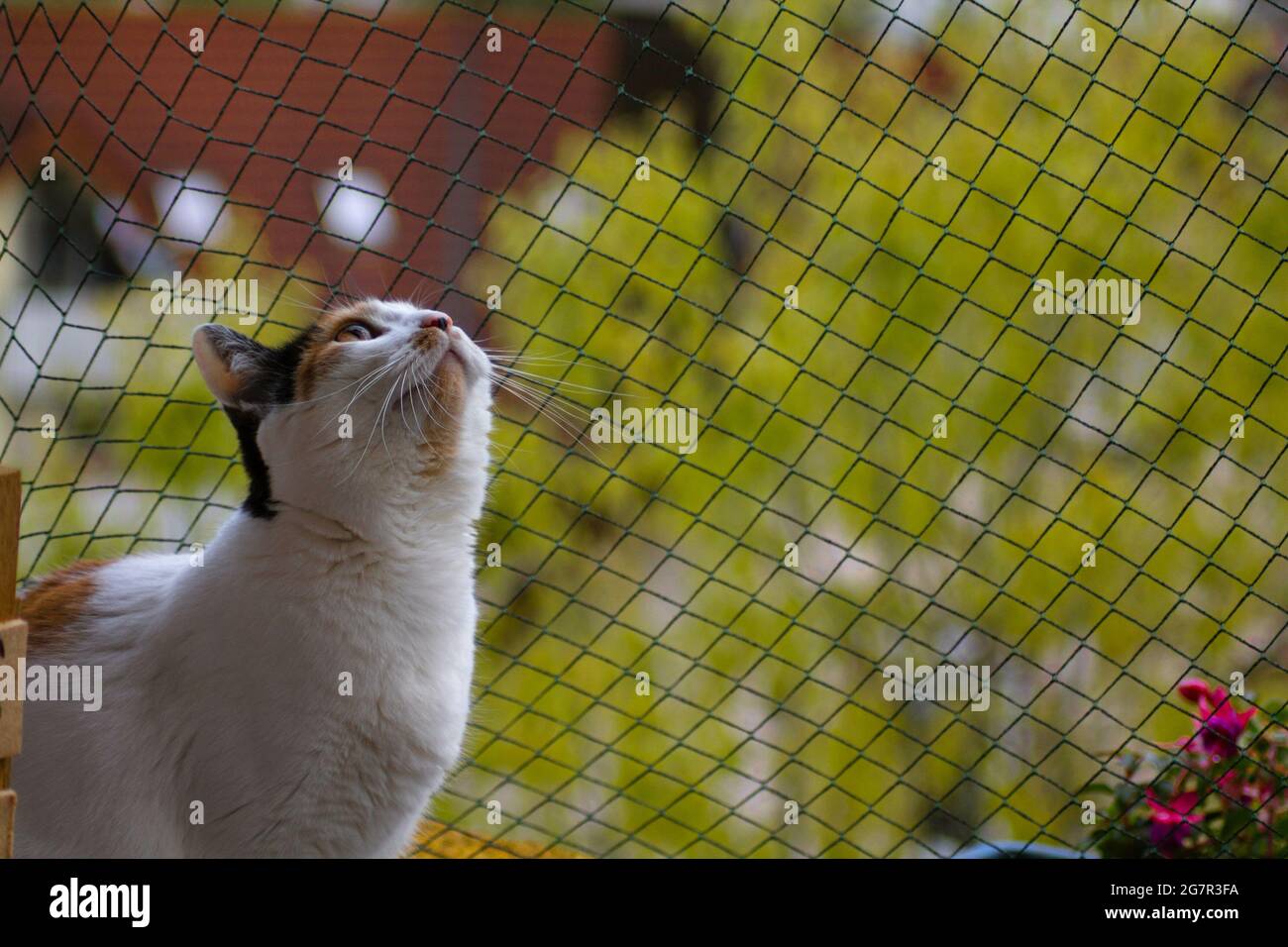 Cat looks up against the background of a metal fence. Calico cat ...