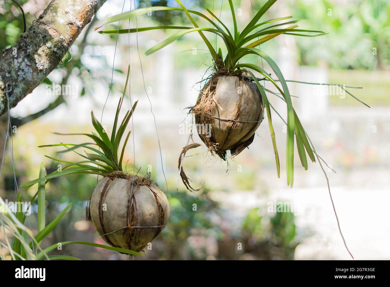 Orchid planted on coconut husks hanging with wire on a tree with soft ...