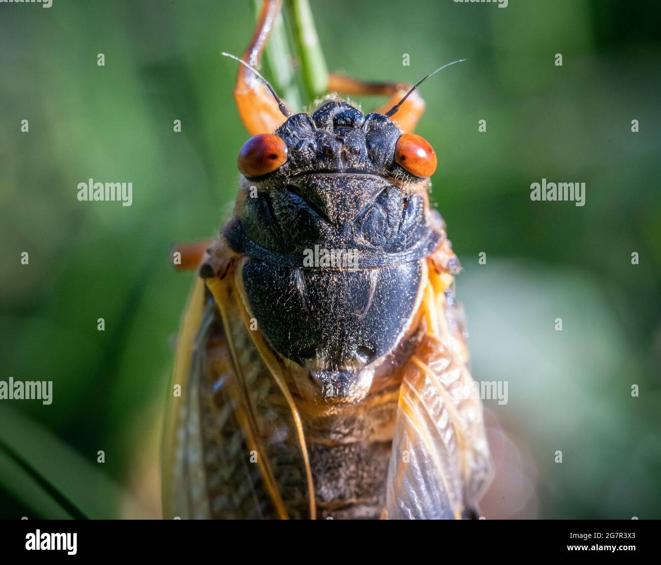 Cicadidae arthropod hi-res stock photography and images - Alamy