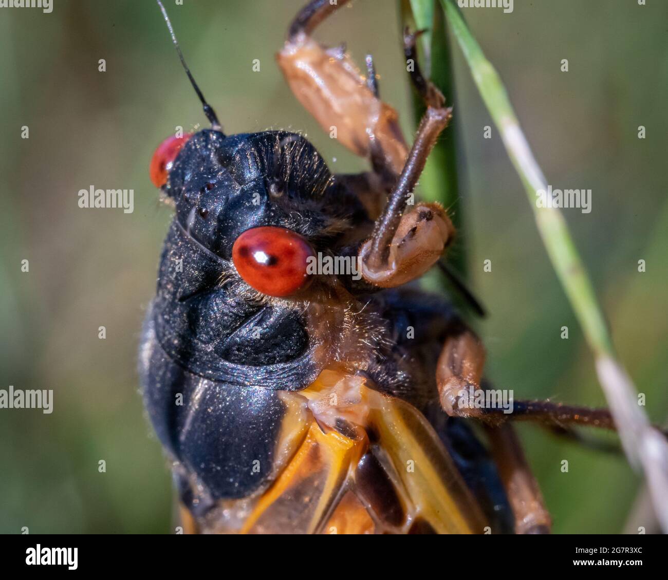 Cicadidae arthropod hi-res stock photography and images - Alamy