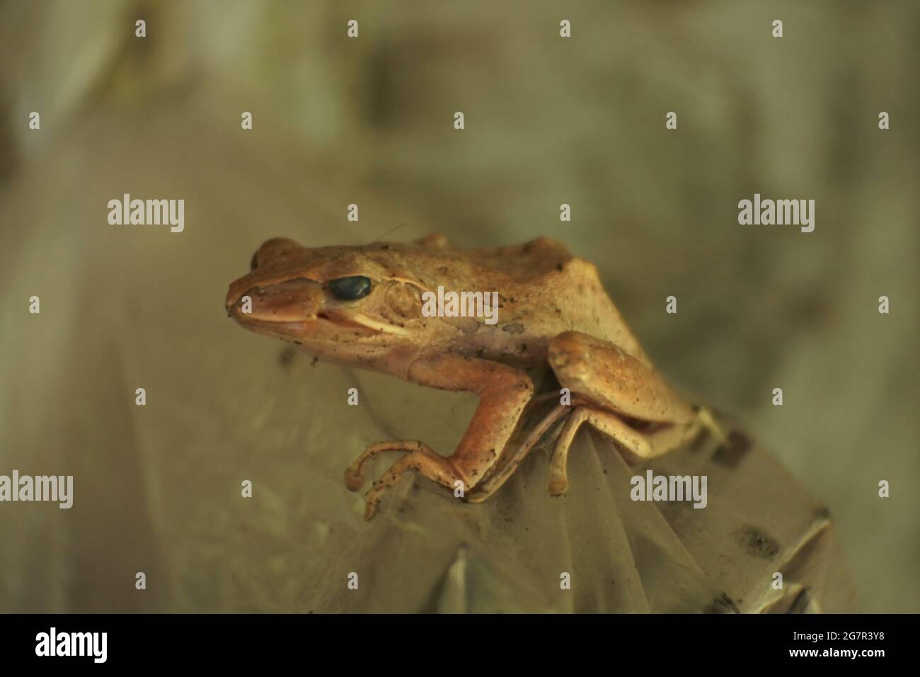 Sharp faced hi-res stock photography and images - Alamy