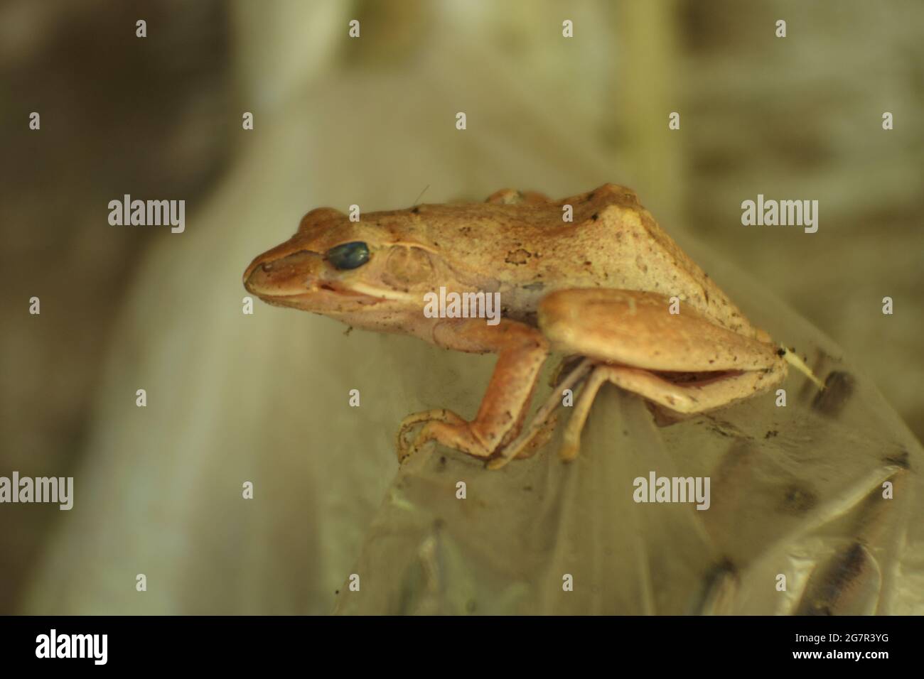 Brown sharp-faced frog in nature Stock Photo - Alamy