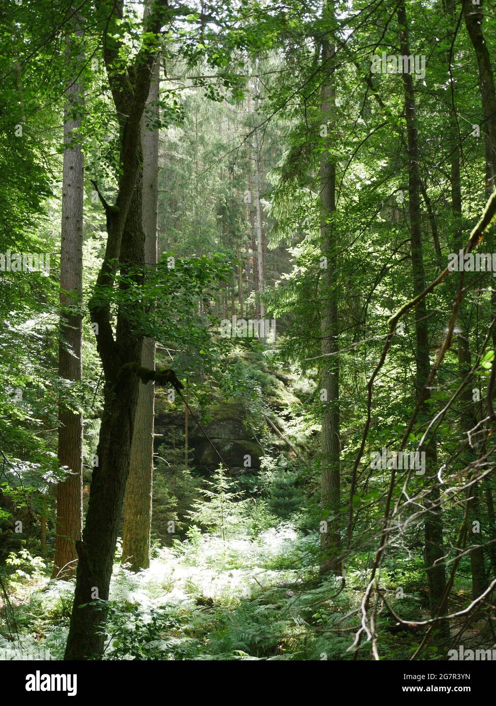 Ecology environment foliage forest hi-res stock photography and images ...