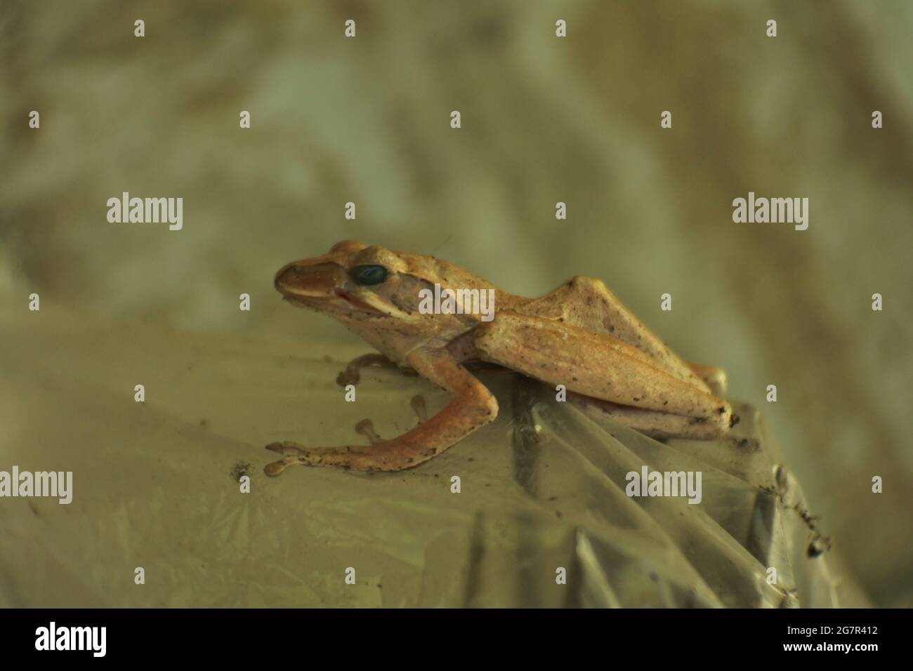 Closeup shot of a frog on the green leaves Stock Photo - Alamy