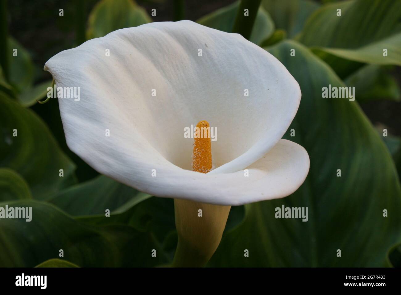 Aroid hi-res stock photography and images - Alamy