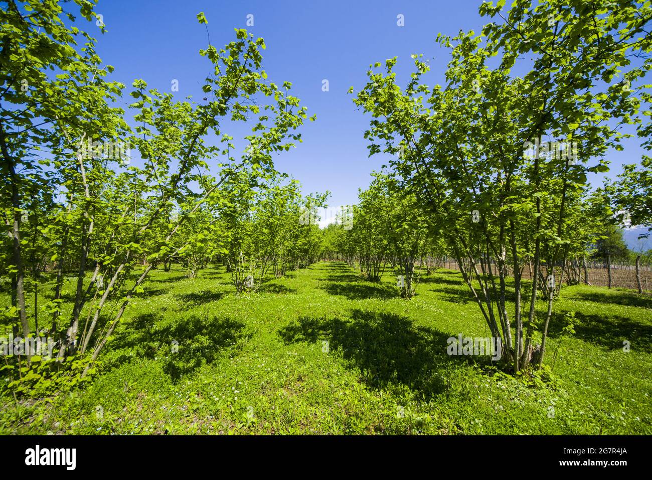 Green hazelnut tree plantation under a blue sky in Georgia Stock Photo ...