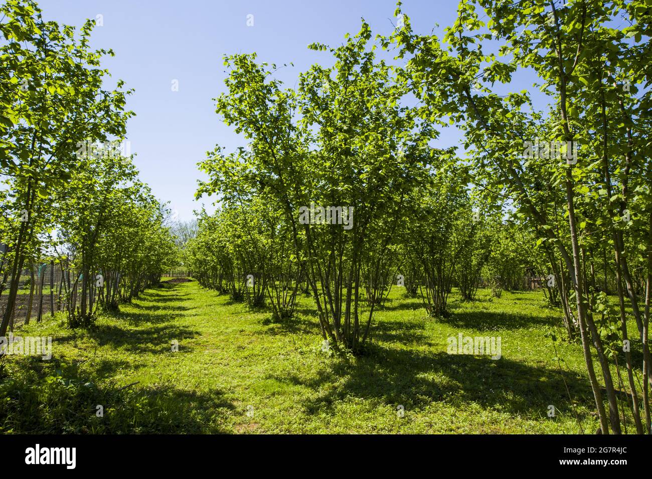 Green hazelnut tree plantation under a blue sky in Georgia Stock Photo ...
