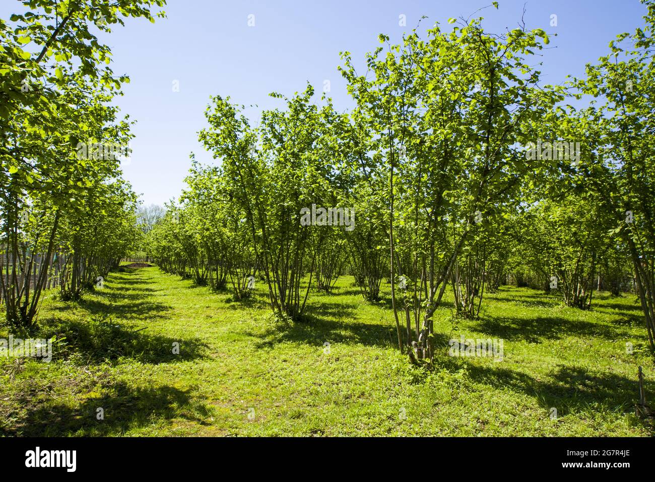 Green hazelnut tree plantation under a blue sky in Georgia Stock Photo ...