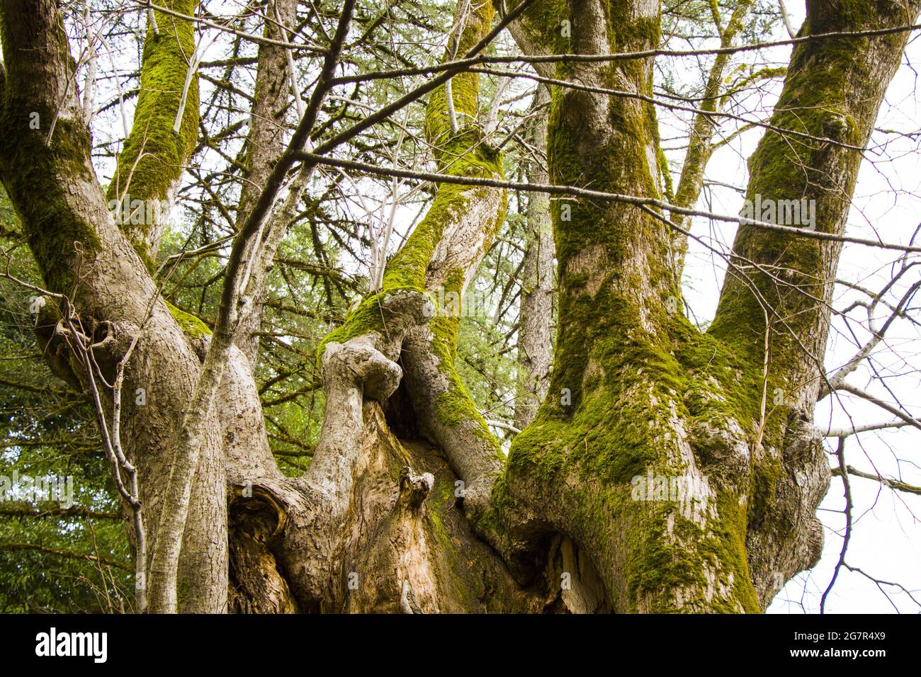 1000 branches hi-res stock photography and images - Alamy