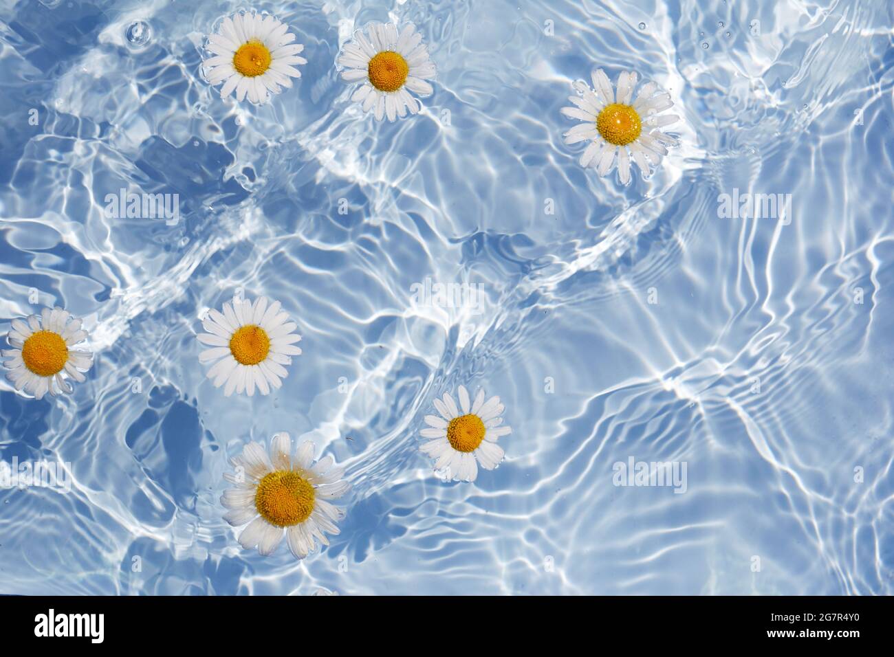 Daisy Flowers floating on Water. Sun and shadows. Minimal nature ...