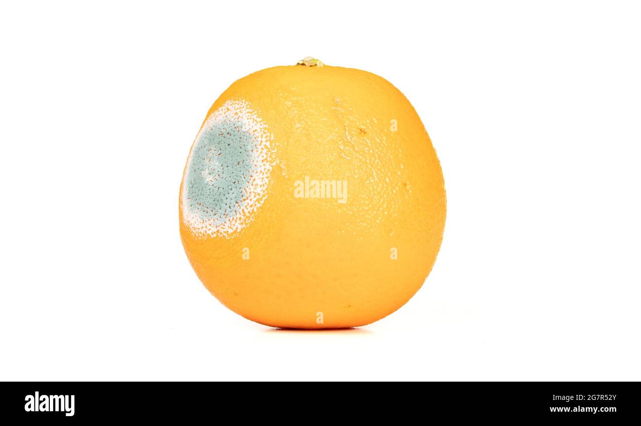 Orange with mold hi-res stock photography and images - Alamy