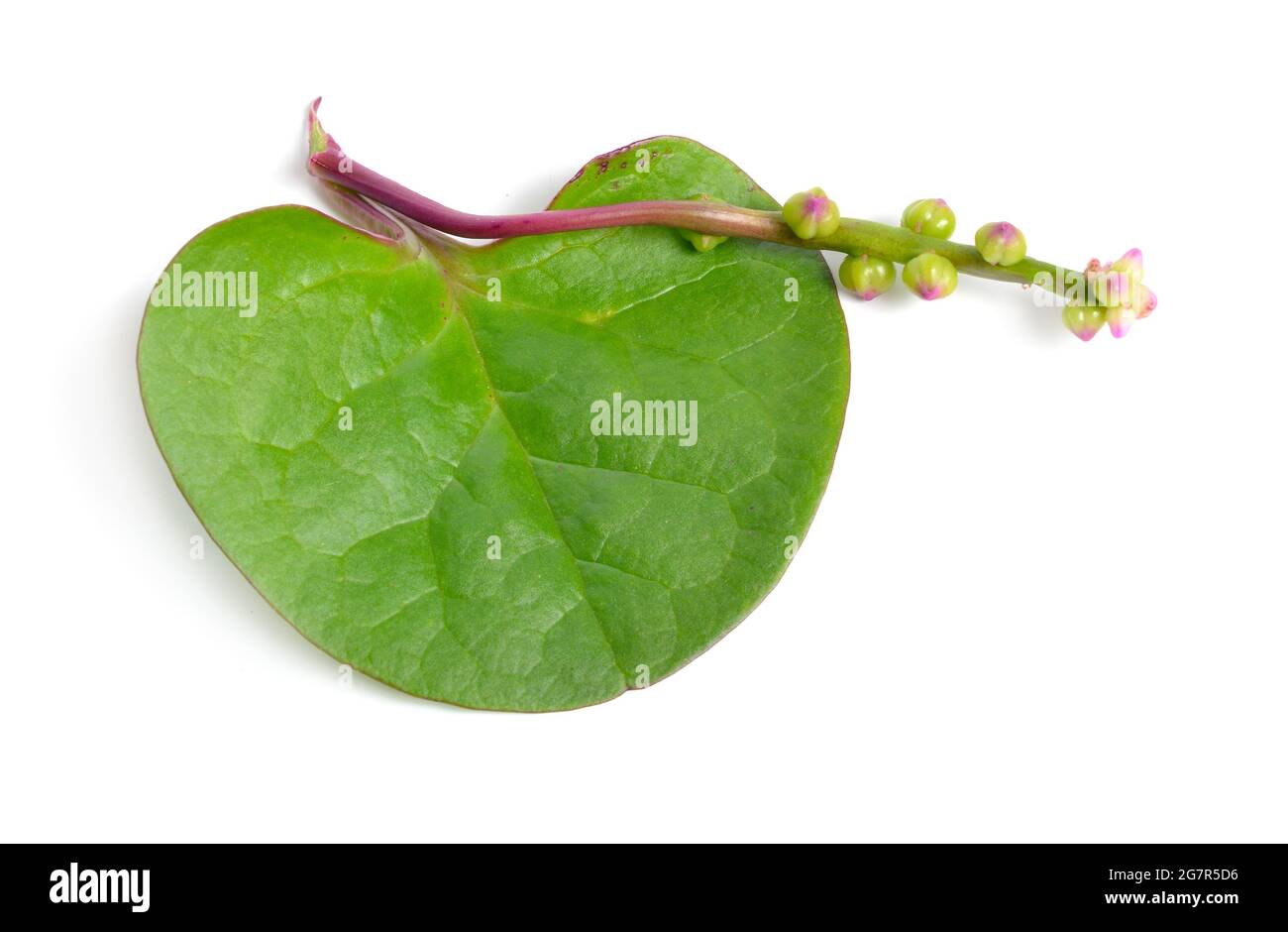 Basella alba is known under various common names, including Malabar ...