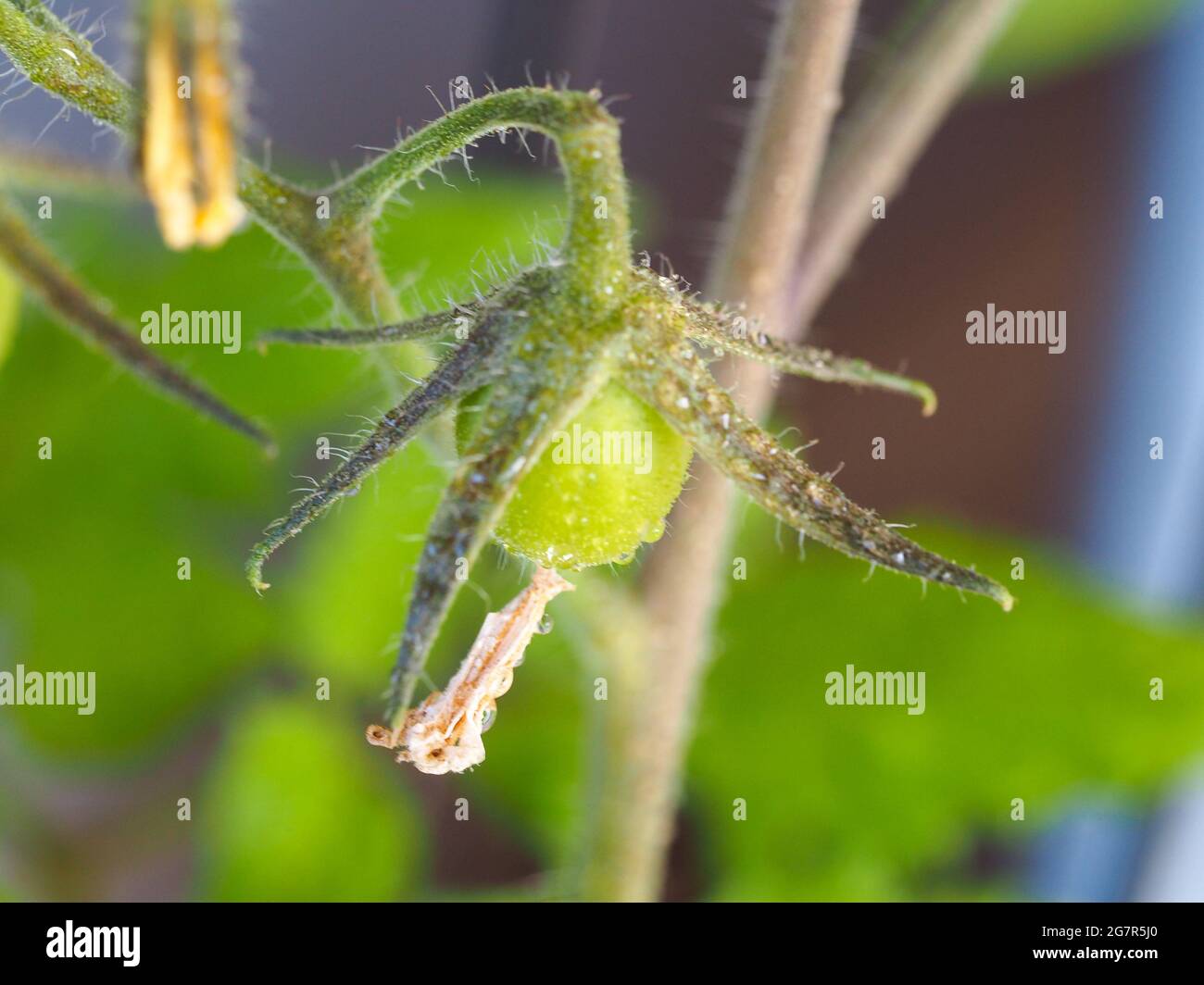A still green tomato and hairy calyx growing with the remains of the ...