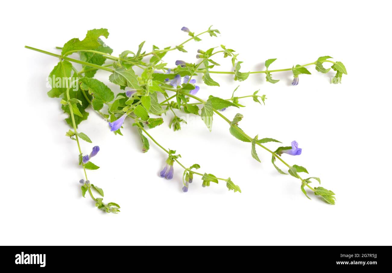 Scutellaria galericulata, the common skullcap, marsh skullcap or hooded ...
