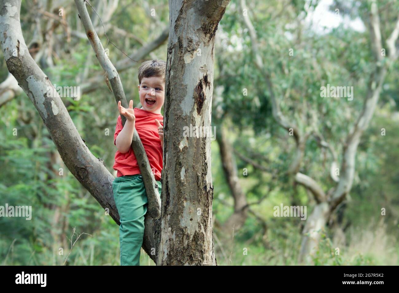 Australian boy sitting on a tree branch Stock Photo - Alamy