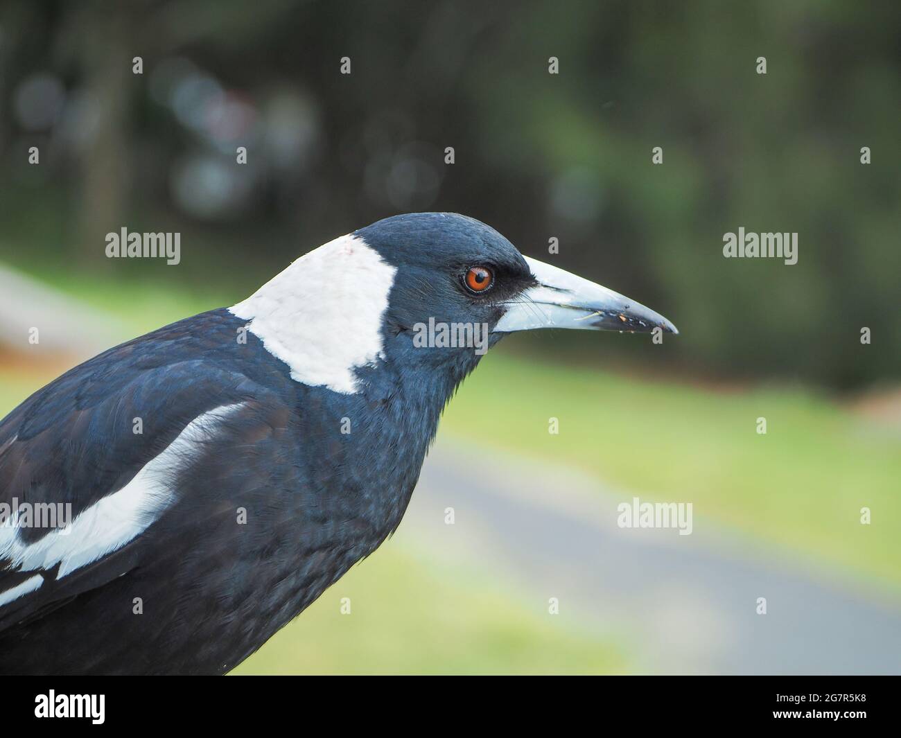 Bird. A closeup portrait of an Australian Magpie, Gymnorhina tibicen ...