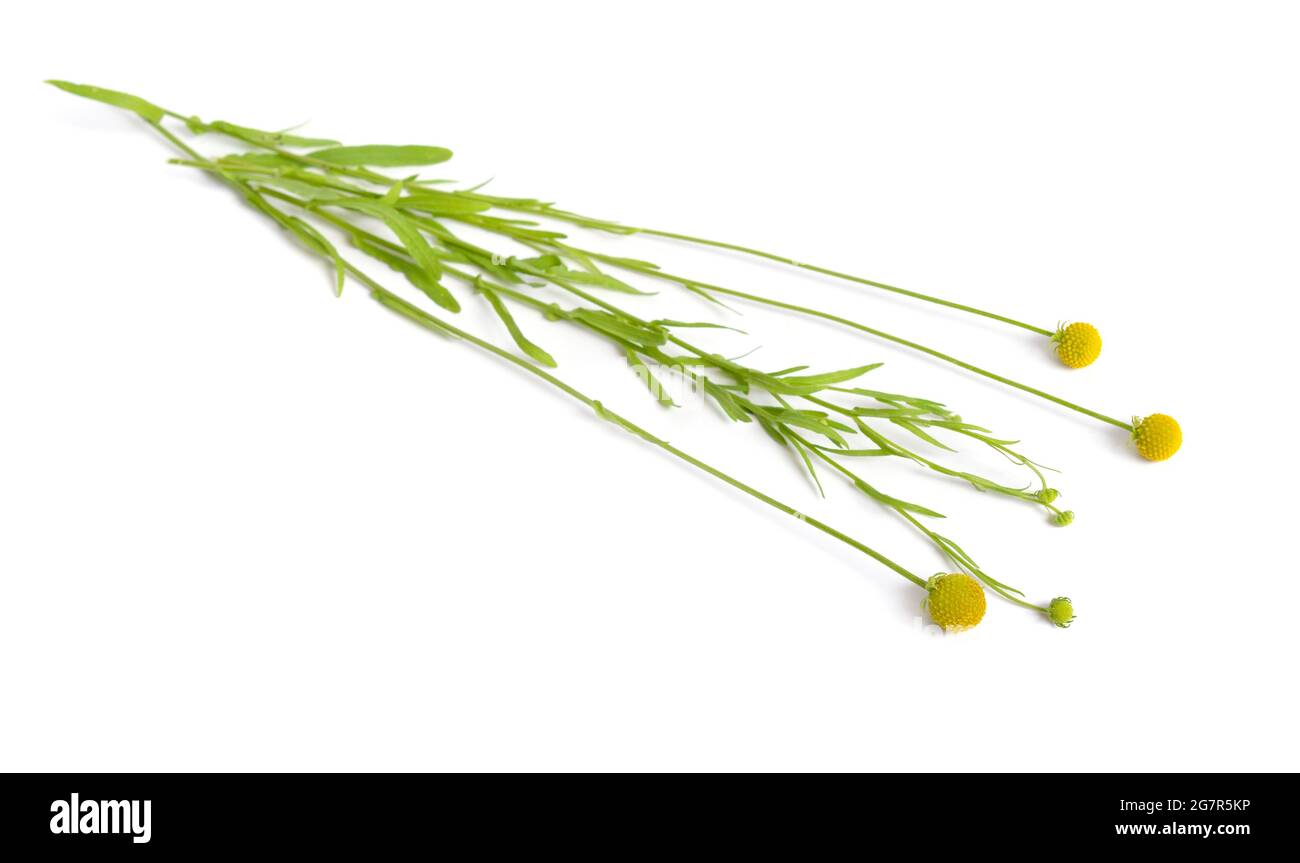 Helenium aromaticum or Cephalophora aromatica. Isolated on white ...