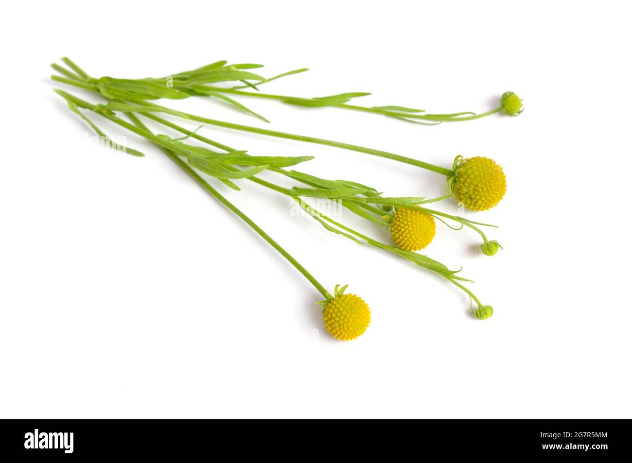 Helenium aromaticum or Cephalophora aromatica. Isolated on white ...