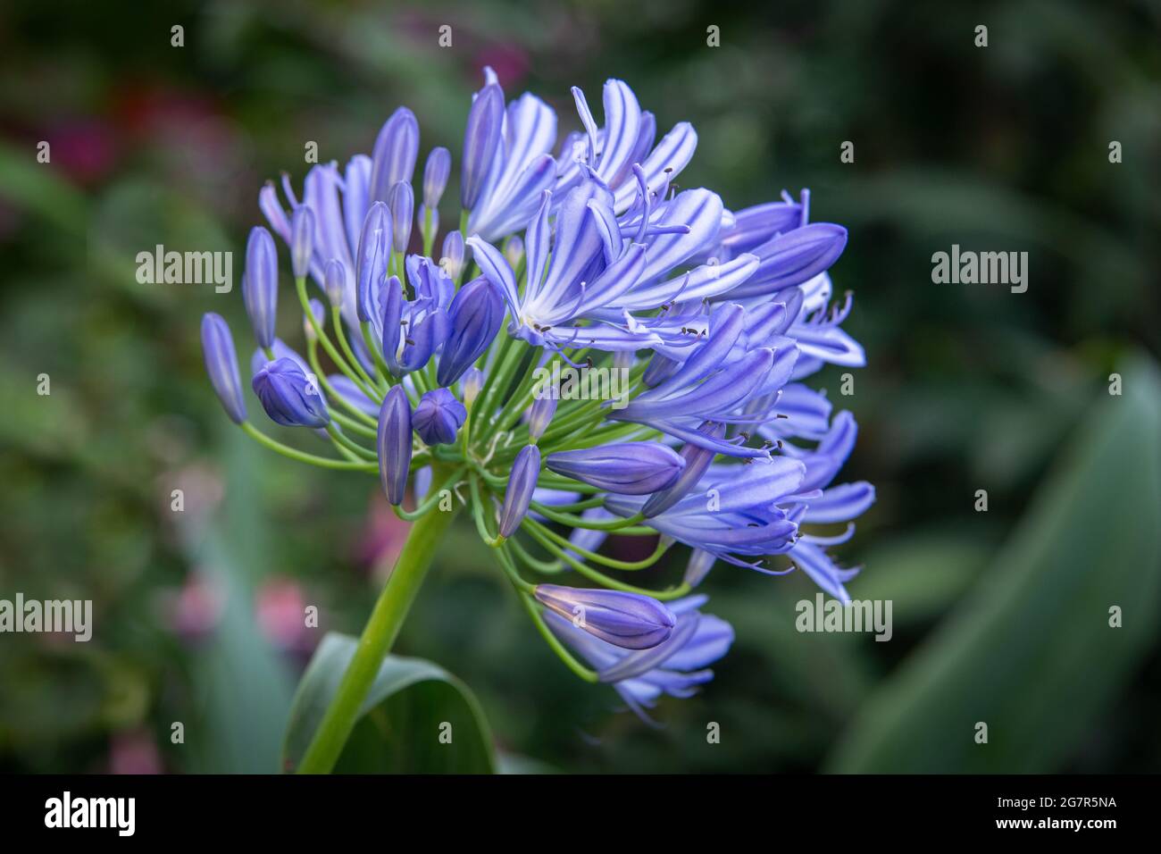 A close up of the head of a blue lily as it starts to open Stock Photo ...