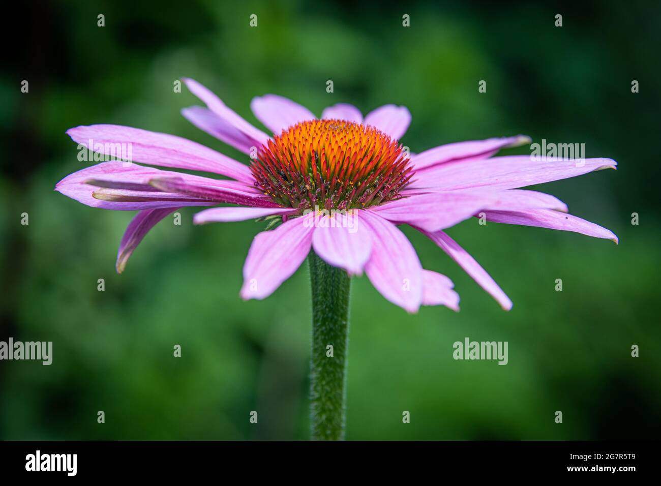 A side view on a purple coneflower as it opened Stock Photo - Alamy