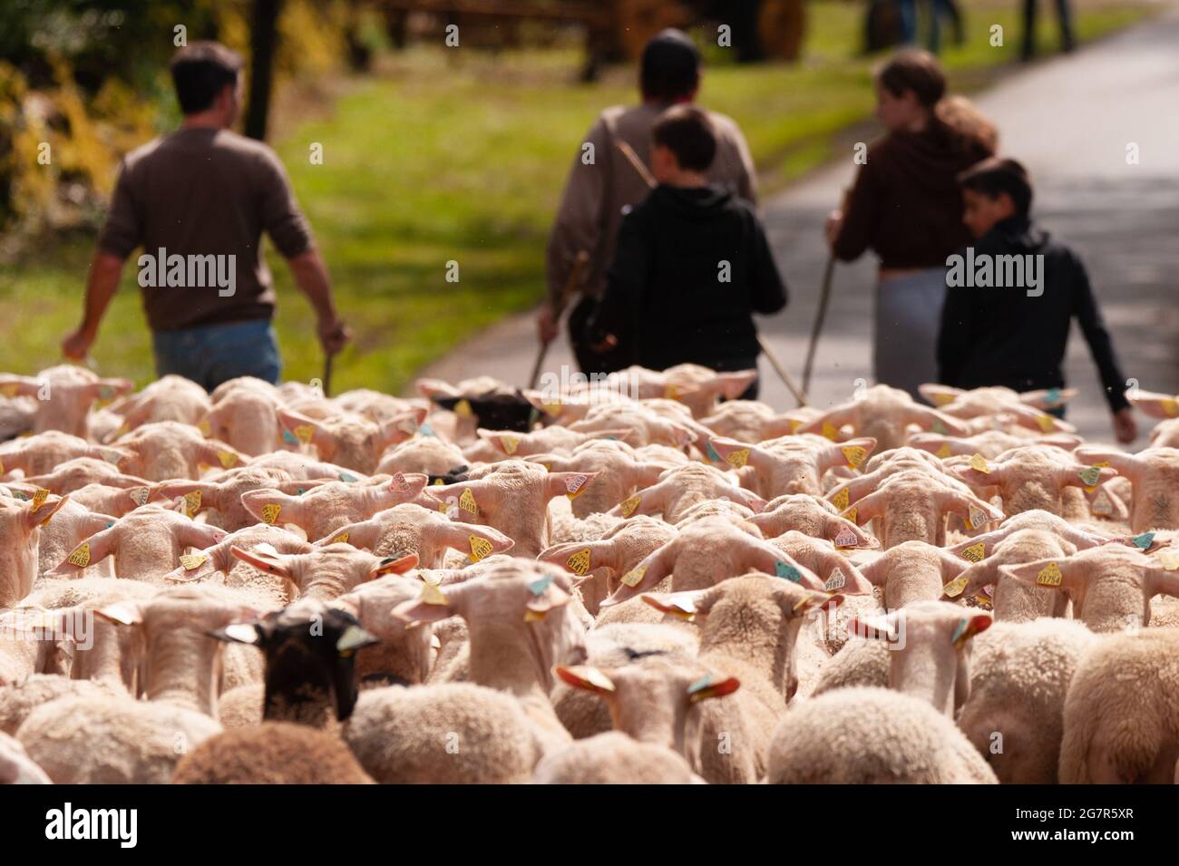Leading the flock at transhumance, Seasonal movement of sheep to summer ...