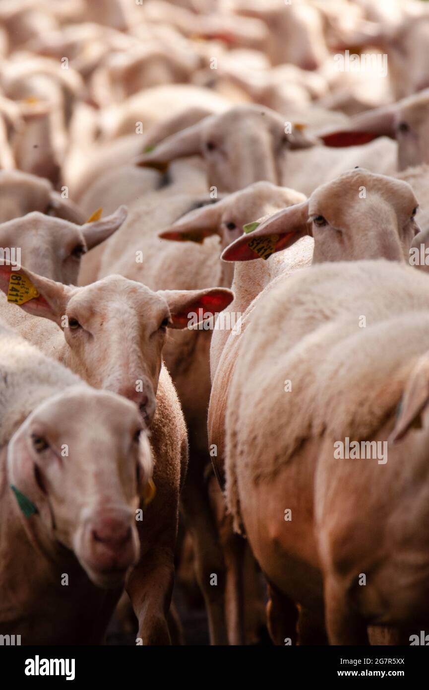 Transhumance, Seasonal movement of sheep to summer pastures, Salviac ...