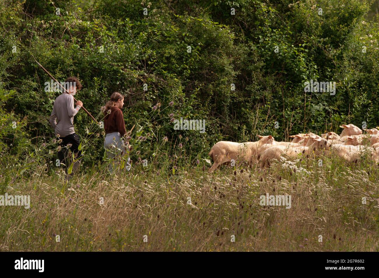 Leading the flock at transhumance, Seasonal movement of sheep to summer ...