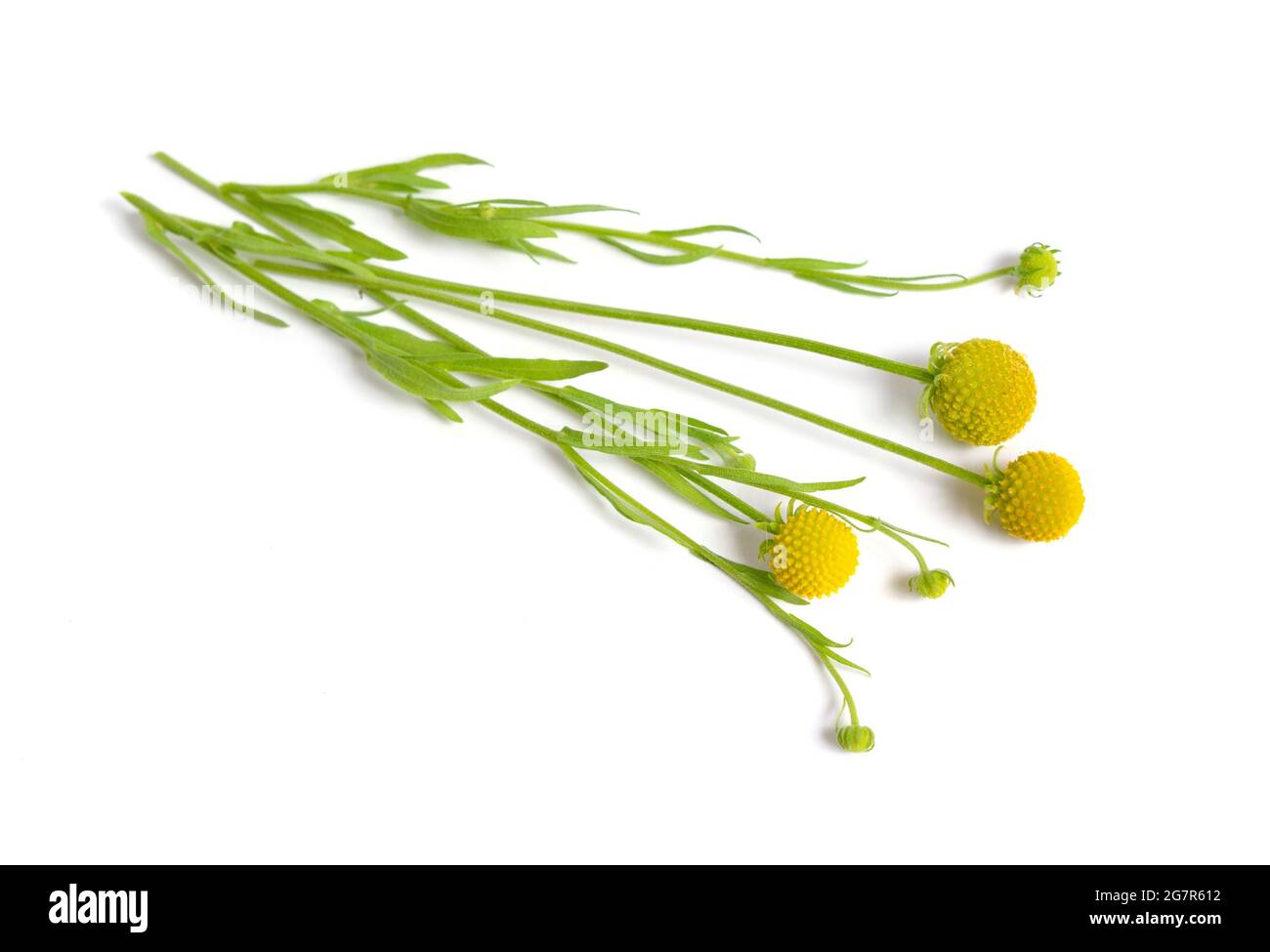 Helenium aromaticum or Cephalophora aromatica. Isolated on white ...
