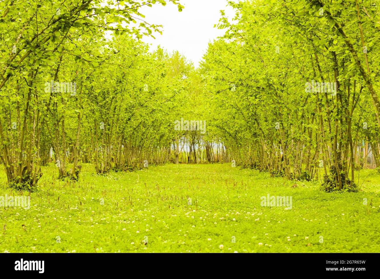 Green hazelnut tree plantation in Georgia Stock Photo - Alamy