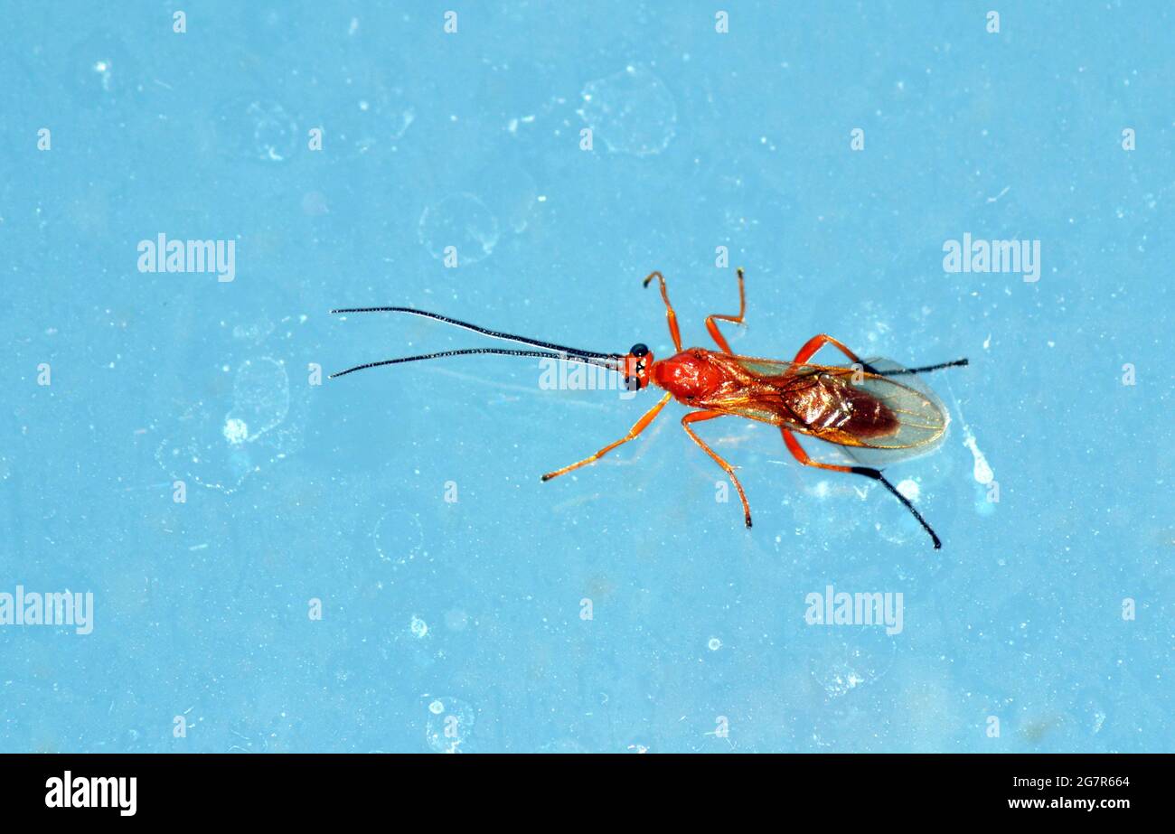 Close up macro image of a wasp on a dirty window: Braconidae ...