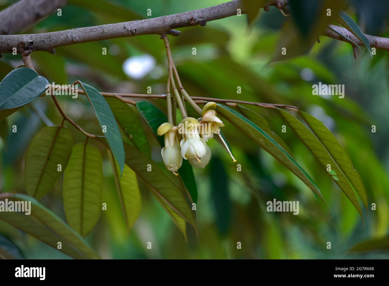 Durian flowers are about to bloom, hanging over the durian tree.,flower ...