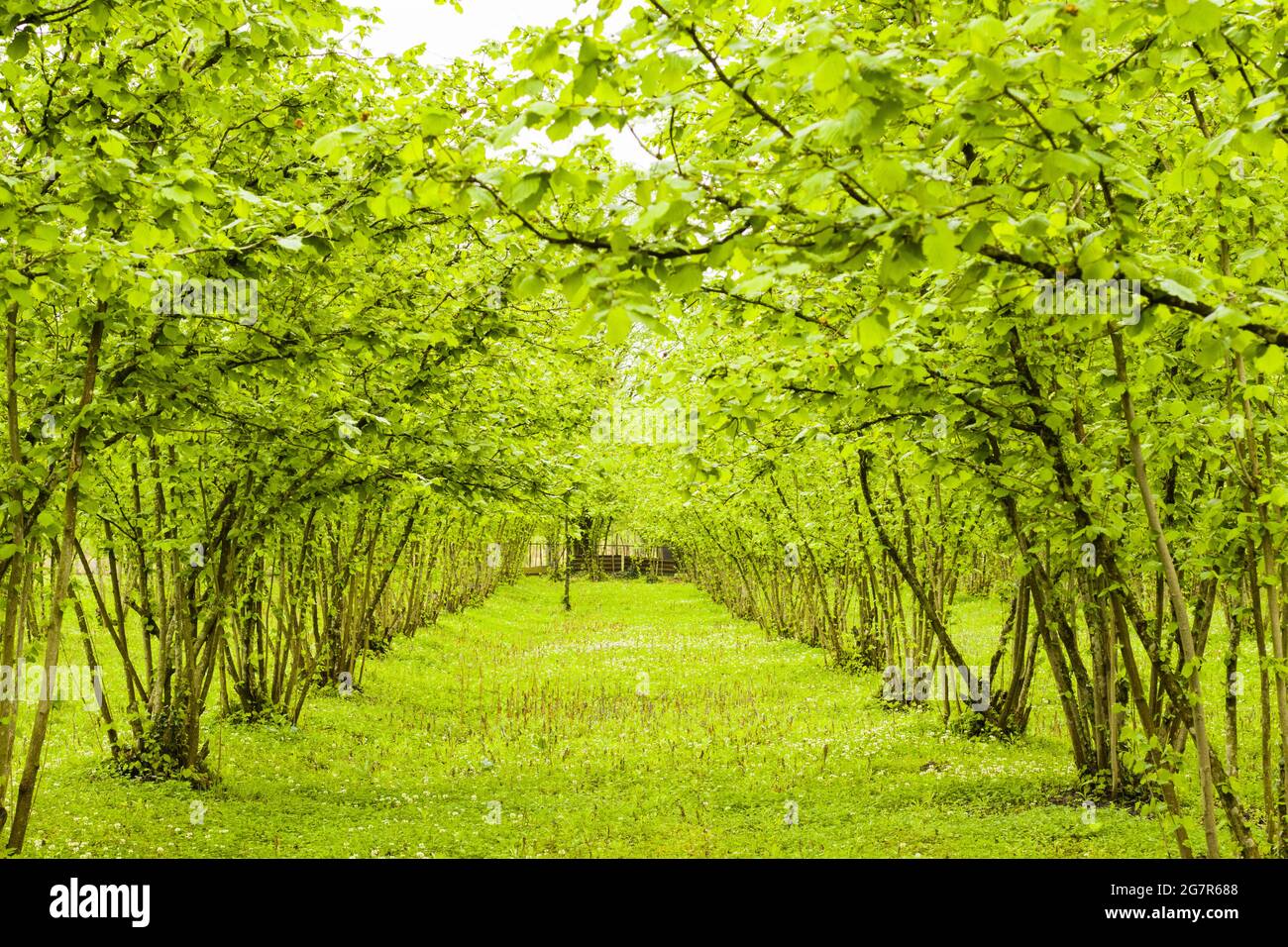 Green hazelnut tree plantation in Georgia Stock Photo - Alamy