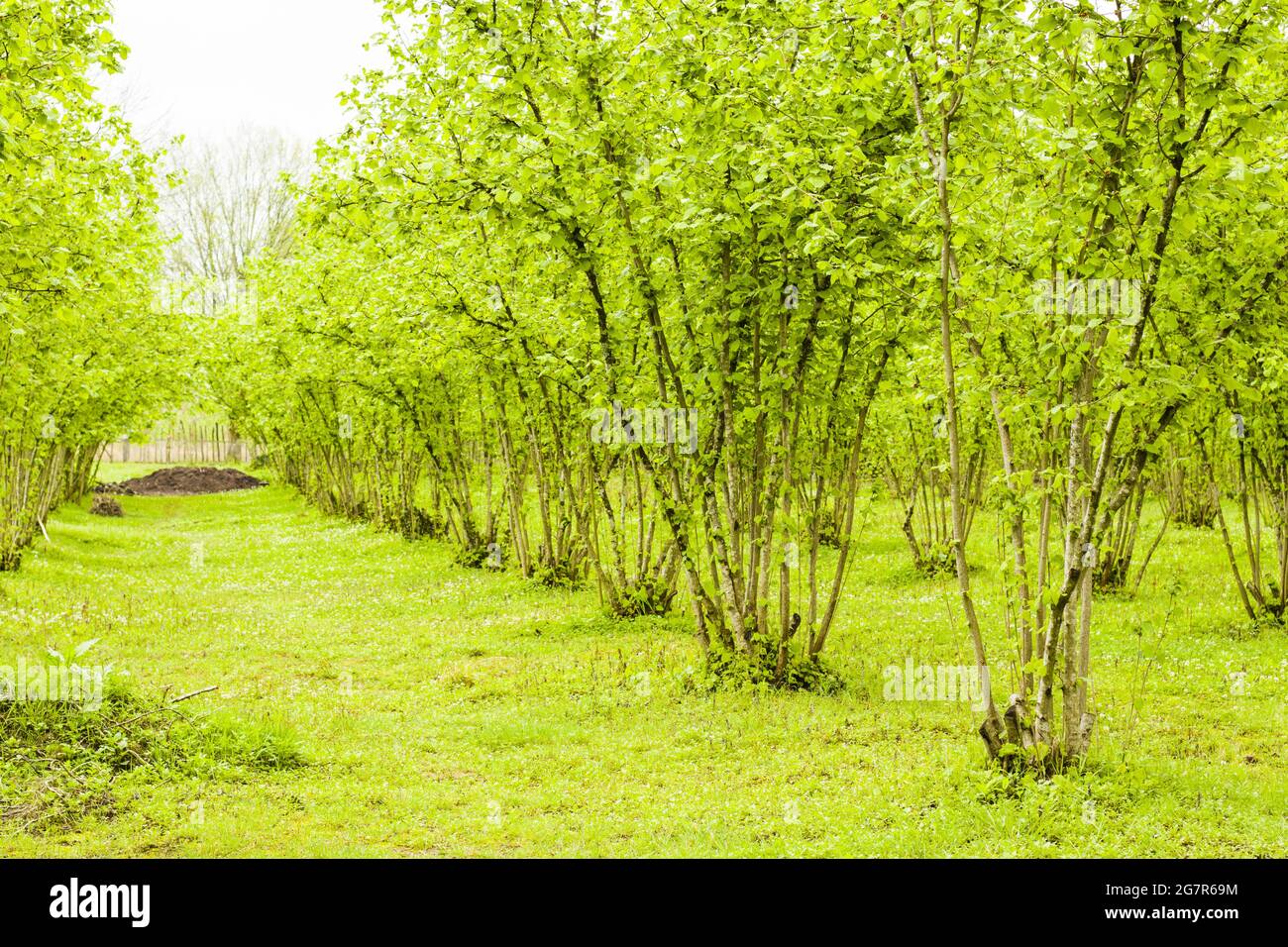 Green hazelnut tree plantation in Georgia Stock Photo - Alamy