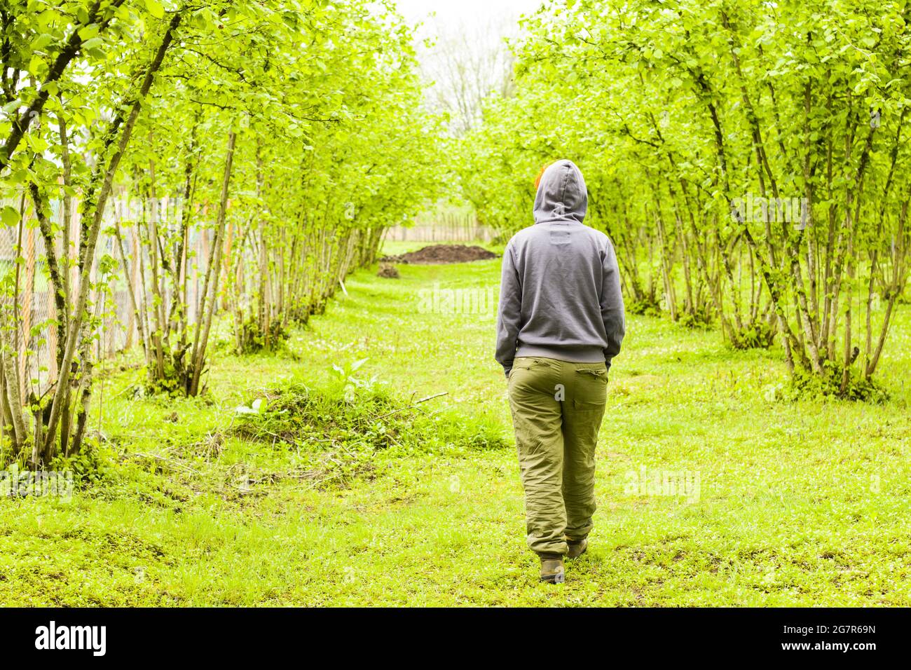 Person walking on a hazelnut tree plantation in Georgia Stock Photo - Alamy