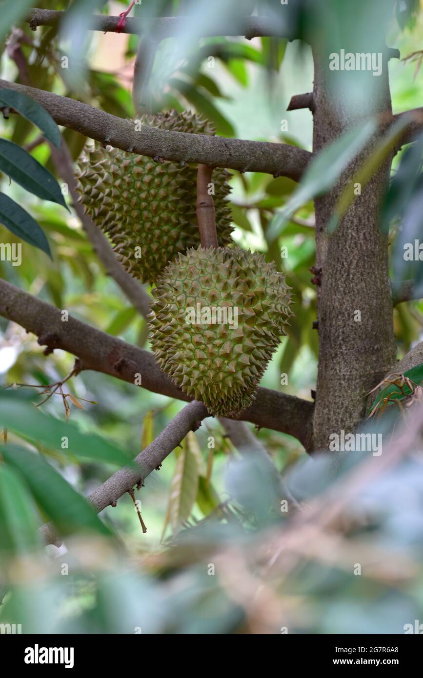 Close-up durians on the durian tree in organic durian orchard. King of ...