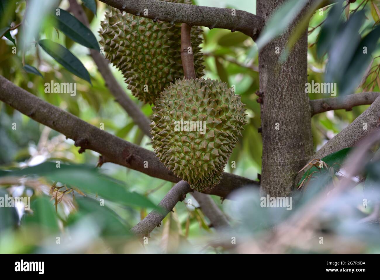 Close-up durians on the durian tree in organic durian orchard. King of ...