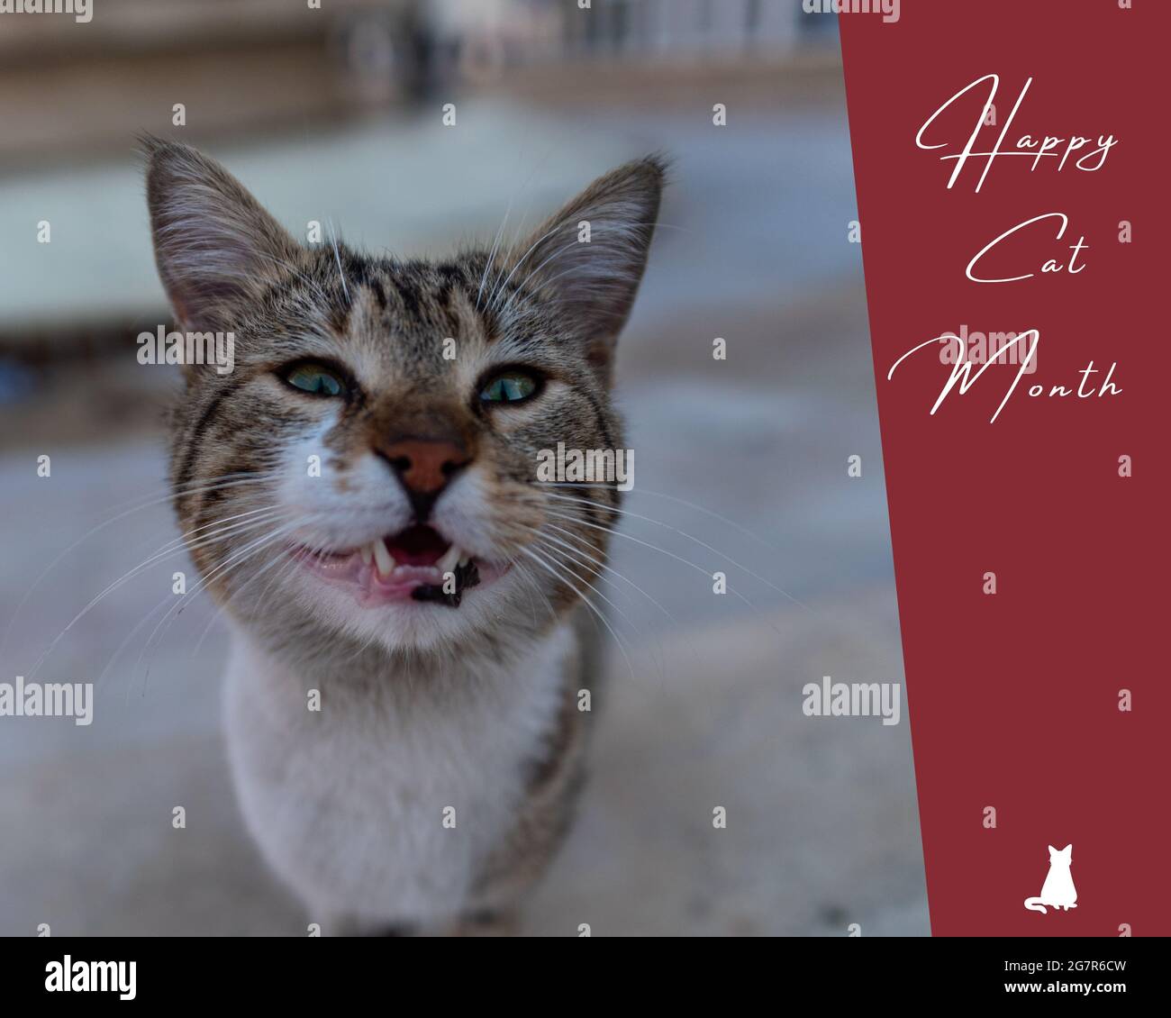 happy cat month Stock Photo - Alamy