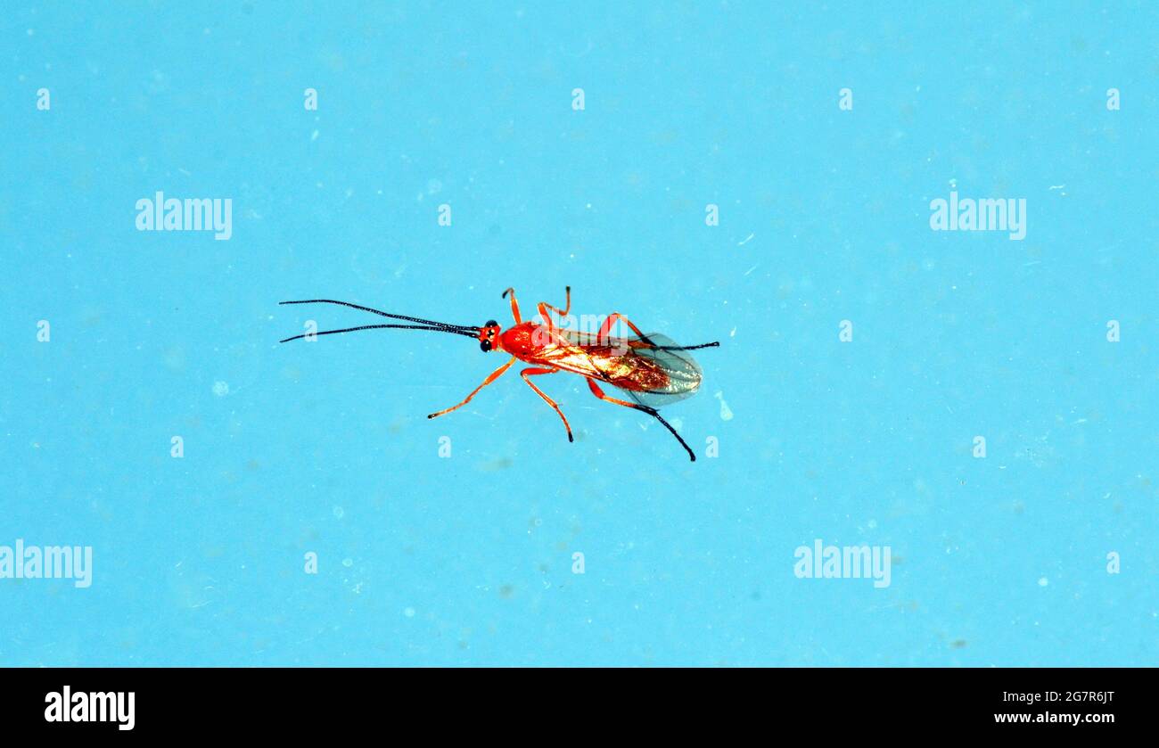 Close up macro image of a wasp on a dirty window: Braconidae ...
