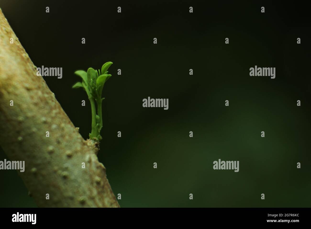 Tree green trunk flora hi-res stock photography and images - Alamy