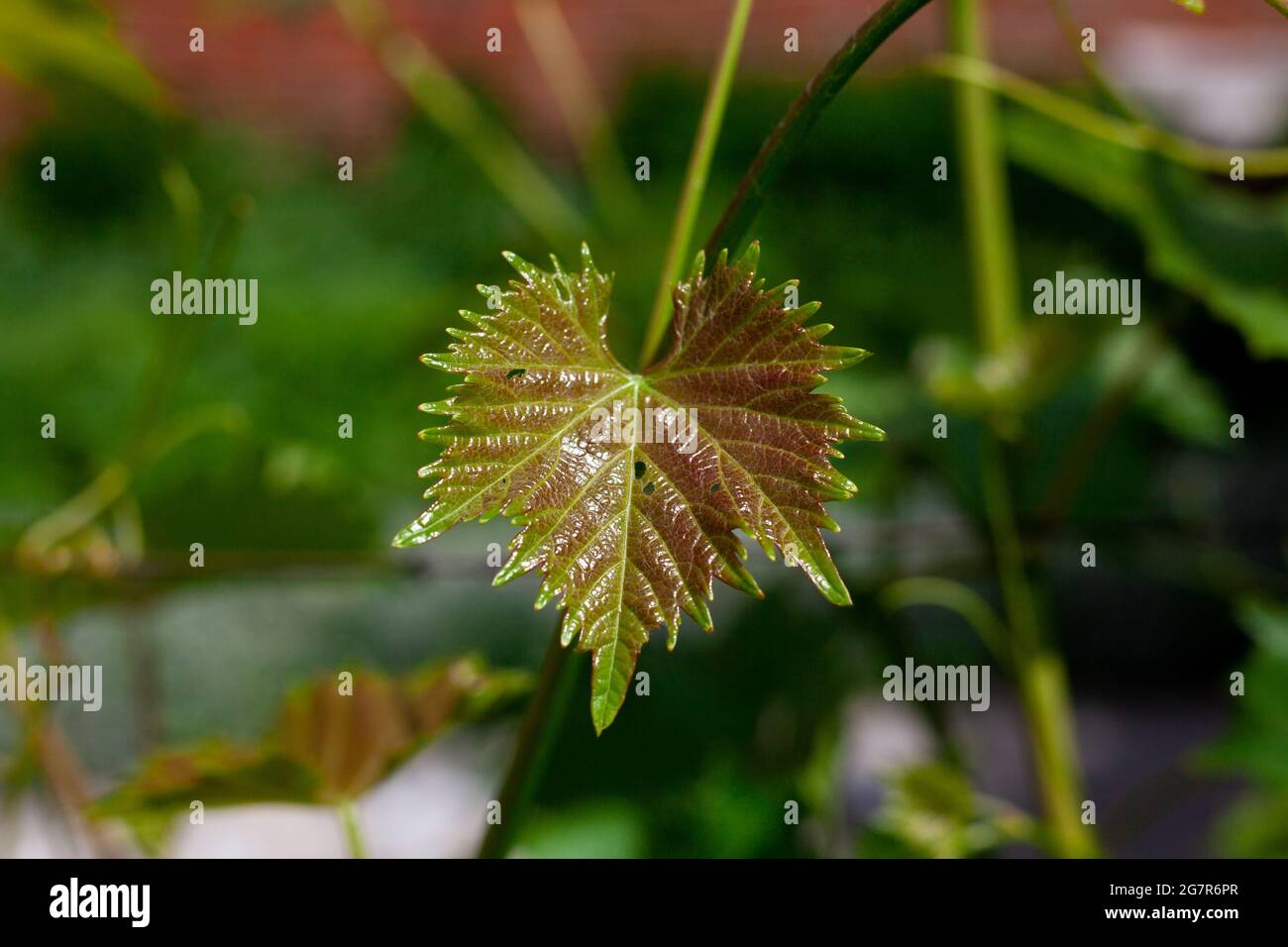 Young grape leaves and grain in garden. Grape leaf close up picture ...