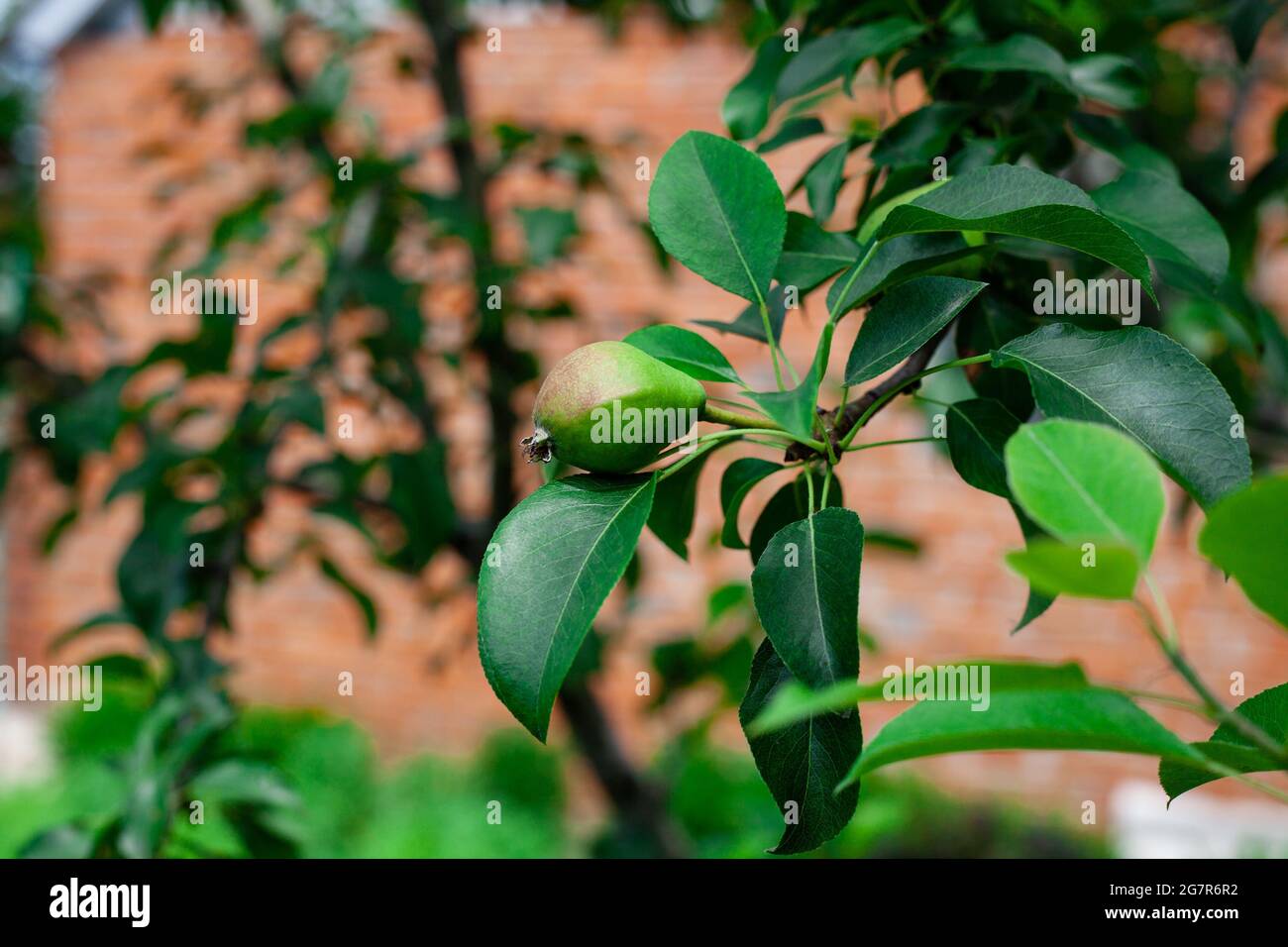Hanging pears insects hi-res stock photography and images - Alamy