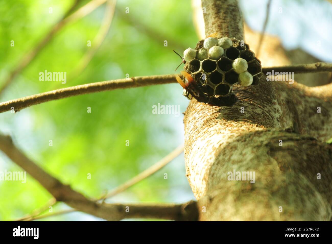 Low angle shot of wild wasps nesting on the tree Stock Photo - Alamy