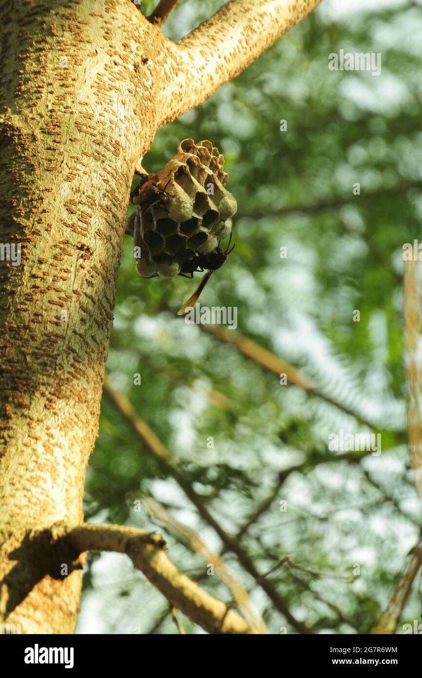 Vertical shot of wild wasps nesting on the tree Stock Photo - Alamy