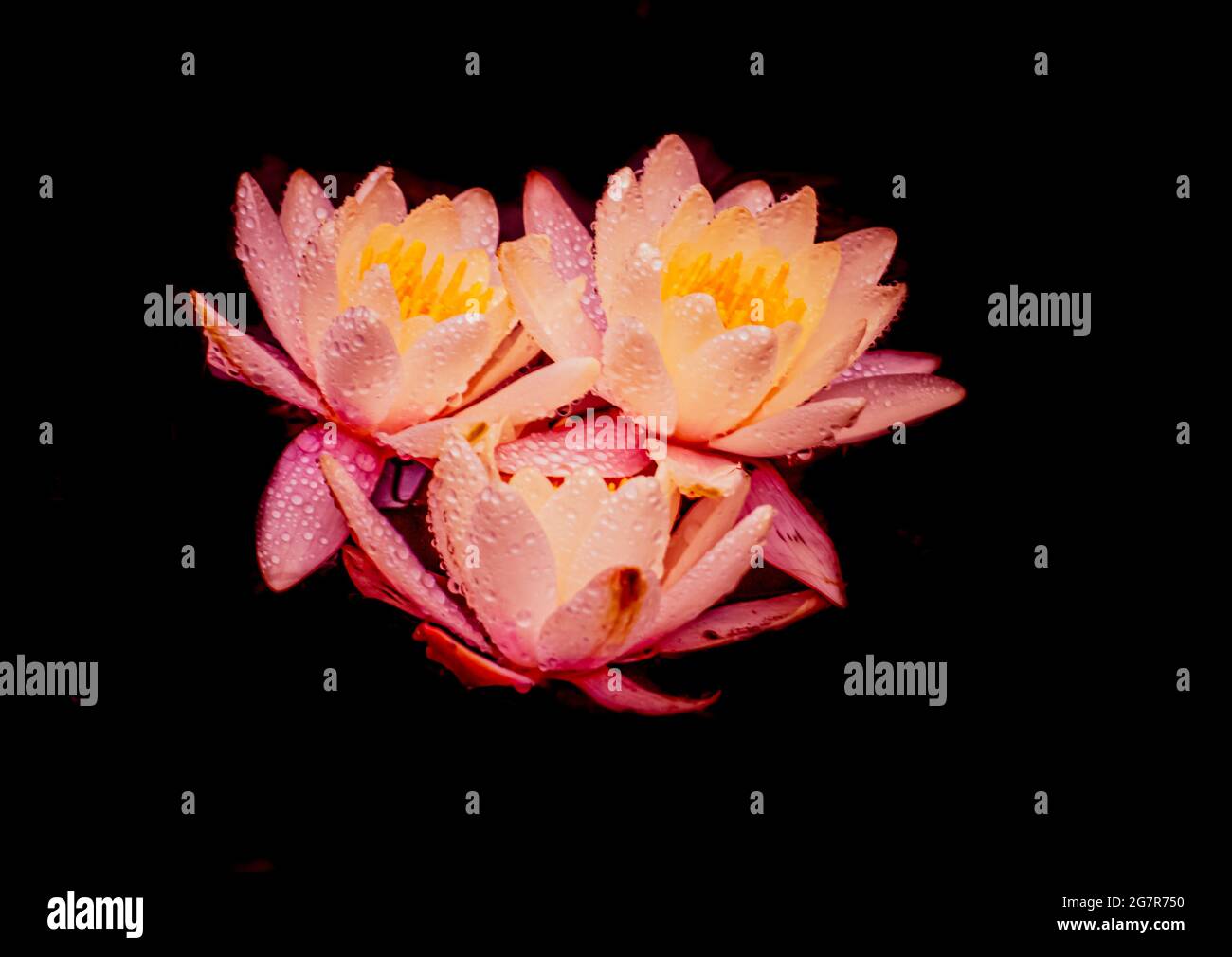 Triplet of wet, pink lotus flowers isolated on a pitch-black background ...