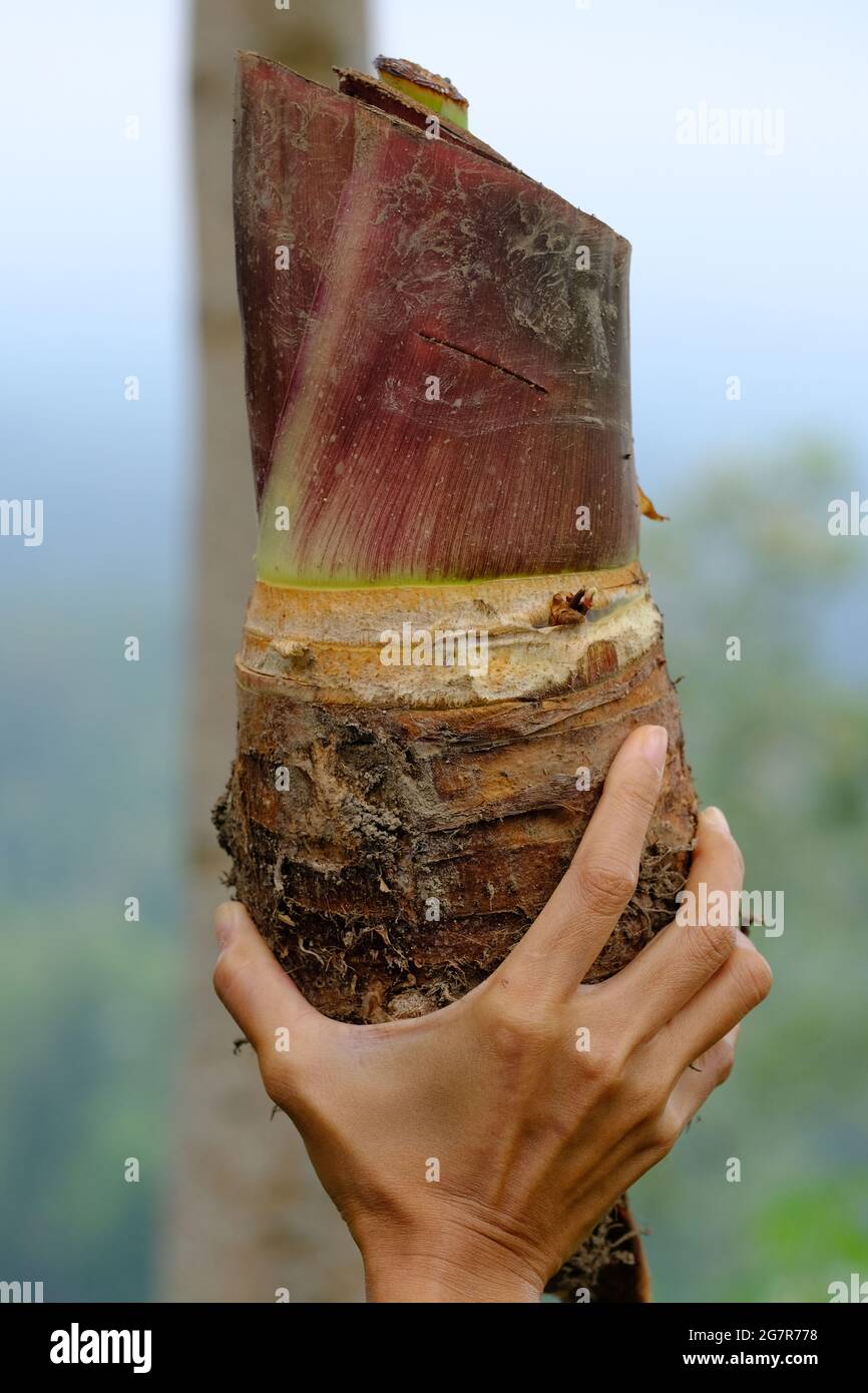 Dioscorea root hi-res stock photography and images - Alamy