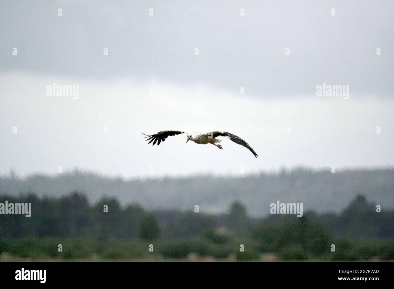 Beautiful wallpaper with a majestic white stork flying alone in the air ...