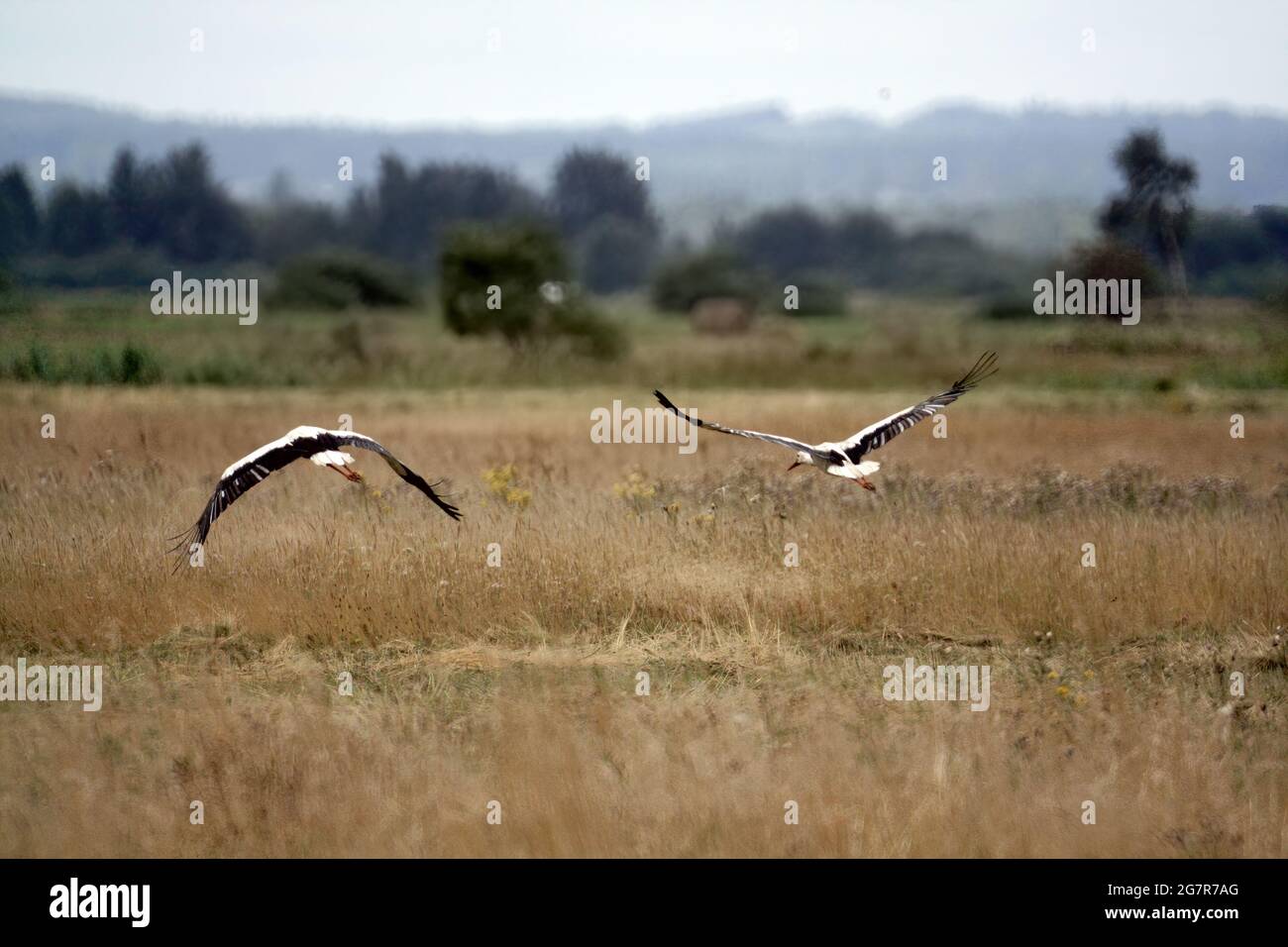 Pair of white storks in flight over a dry field in the wilderness on a ...