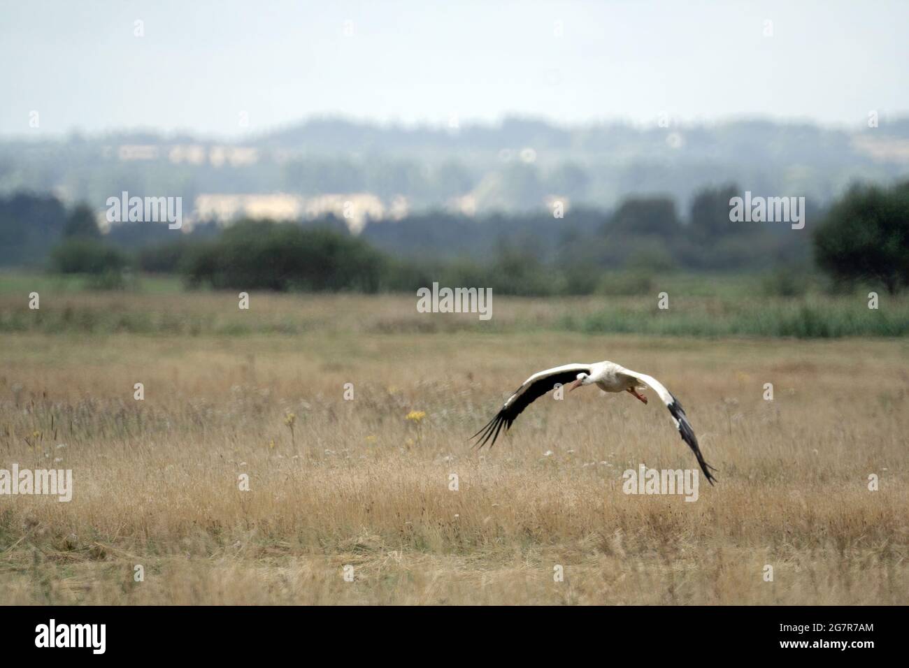 Lone white stork flying over a dry field in the wilderness with blurred ...